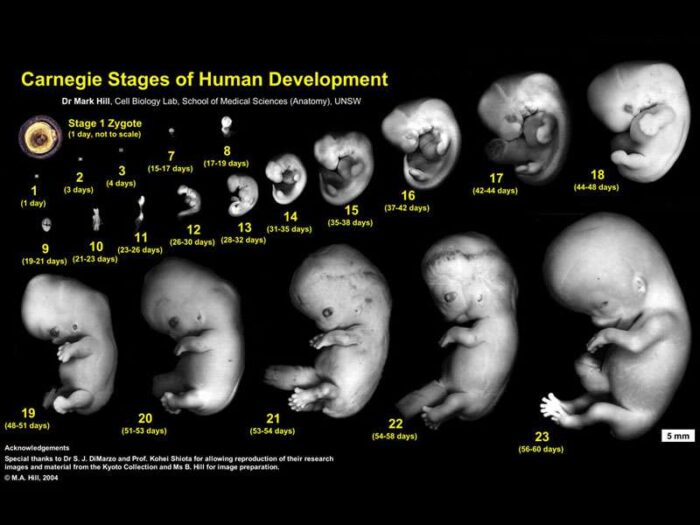 Embryology in the Qur'an: The 'Alaqah Stage - Donate Quran